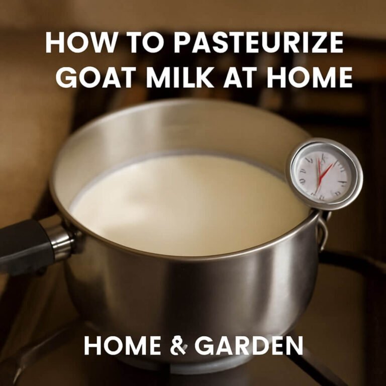 How to Pasteurize Goat Milk at Home: 7 Powerful Steps to Ensure Safety ...
